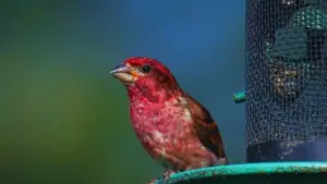 Red Birds in Texas: A Guide to the 10 Most Striking Varieties - Chirper ...