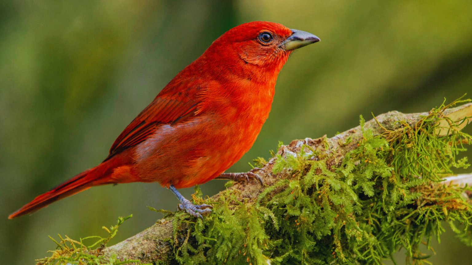Red Birds in Texas: A Guide to the 10 Most Striking Varieties - Chirper ...