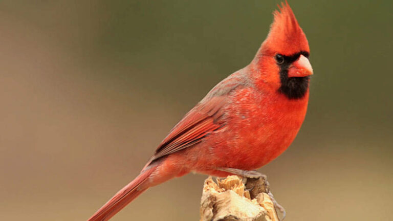 Bird Battle Royale: Robins Vs Cardinals - Chirper Birds