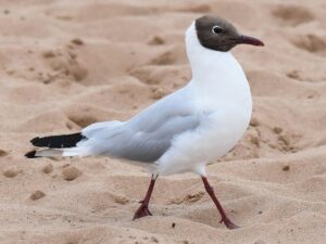 Identifying Black Headed Gulls - Chirper Birds