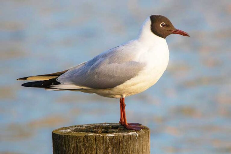 Identifying Black Headed Gulls - Chirper Birds