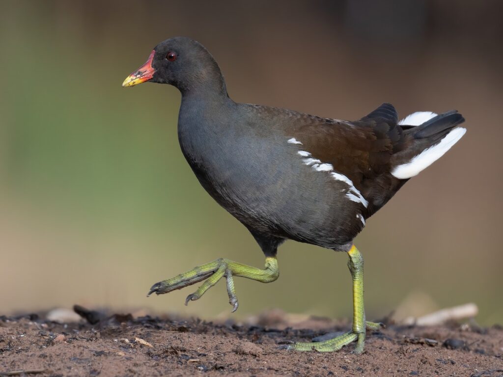 Raising Moorhens: A Guide to Nurturing These Water Birds - Chirper Birds