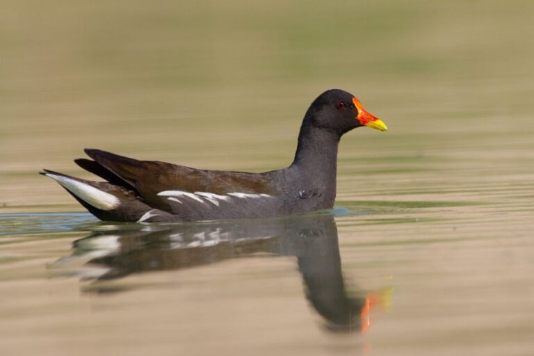 Raising Moorhens: A Guide to Nurturing These Water Birds - Chirper Birds