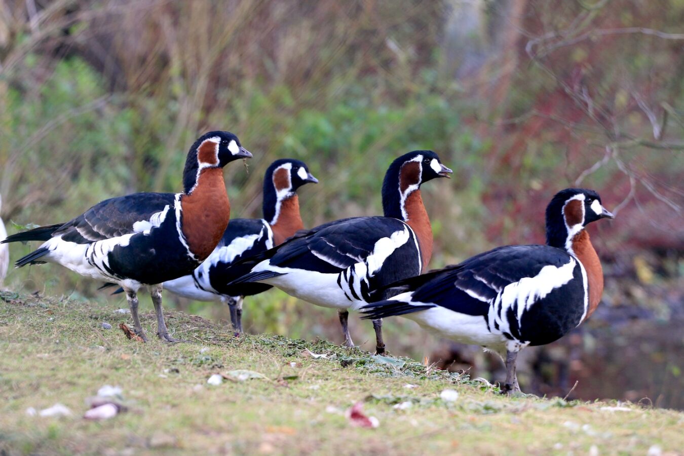 Red Breasted Goose: A Vibrant Wonder of the Wild - Chirper Birds