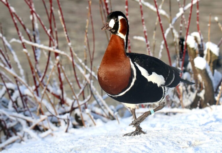 Red Breasted Goose: A Vibrant Wonder of the Wild - Chirper Birds
