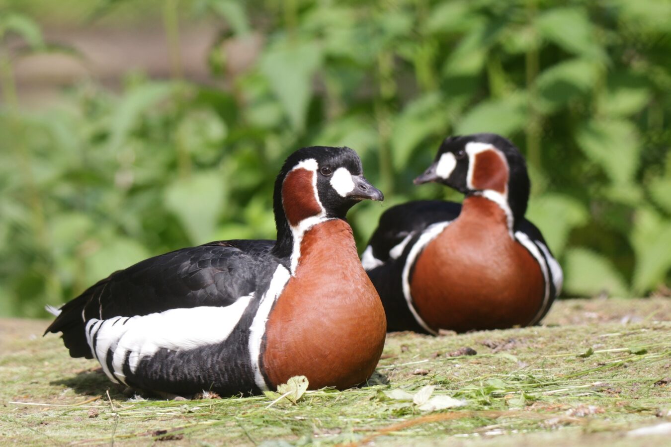 Red Breasted Goose: A Vibrant Wonder of the Wild - Chirper Birds
