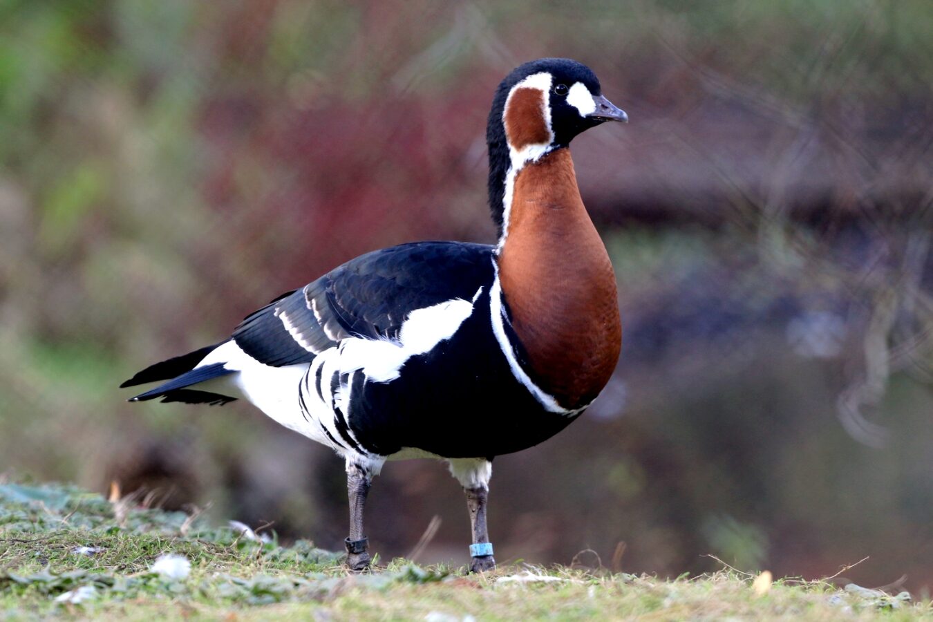 Red Breasted Goose: A Vibrant Wonder of the Wild - Chirper Birds