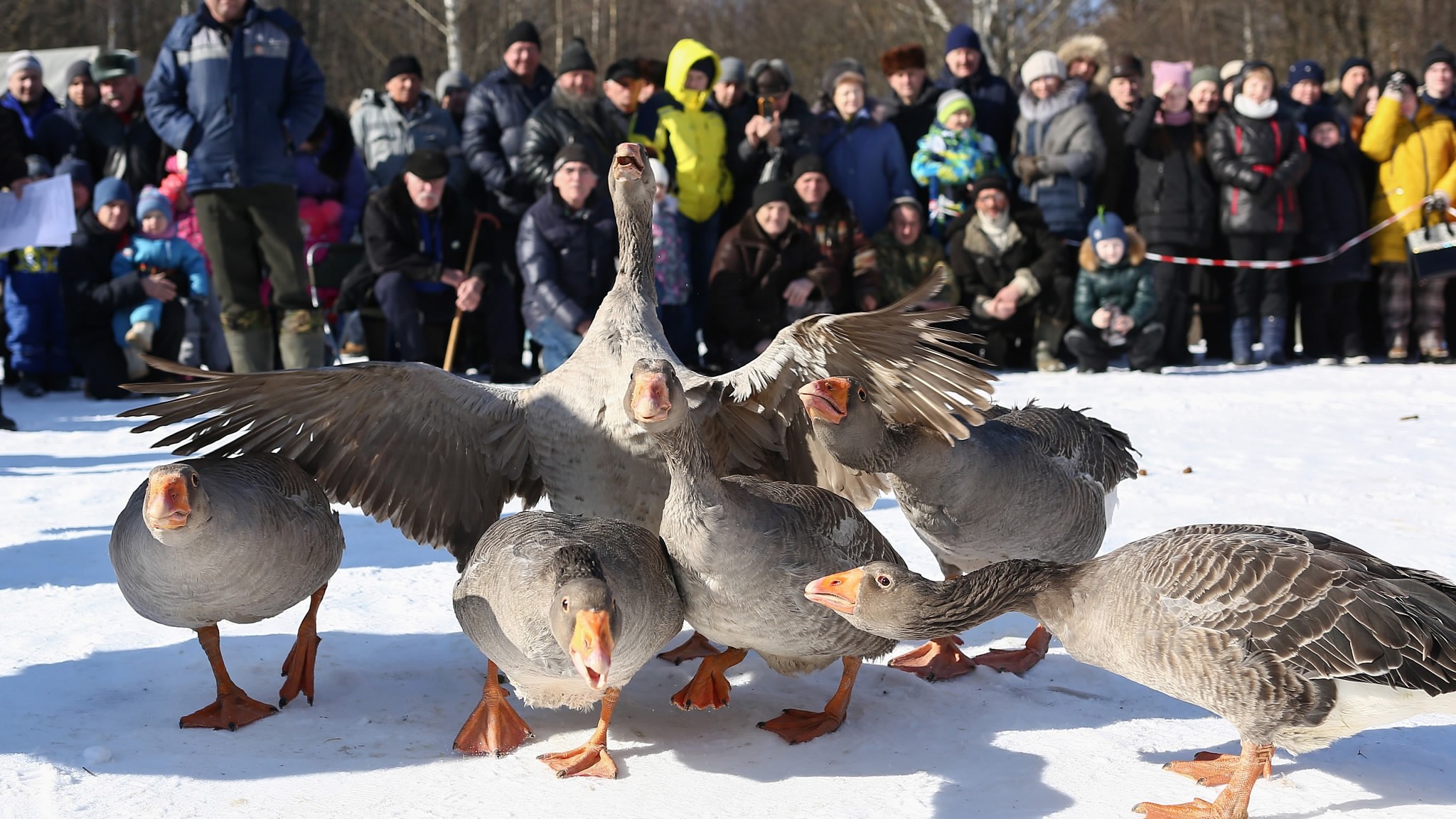 Tula Fighting Geese: The Fierce Fowl of Russia - Chirper Birds