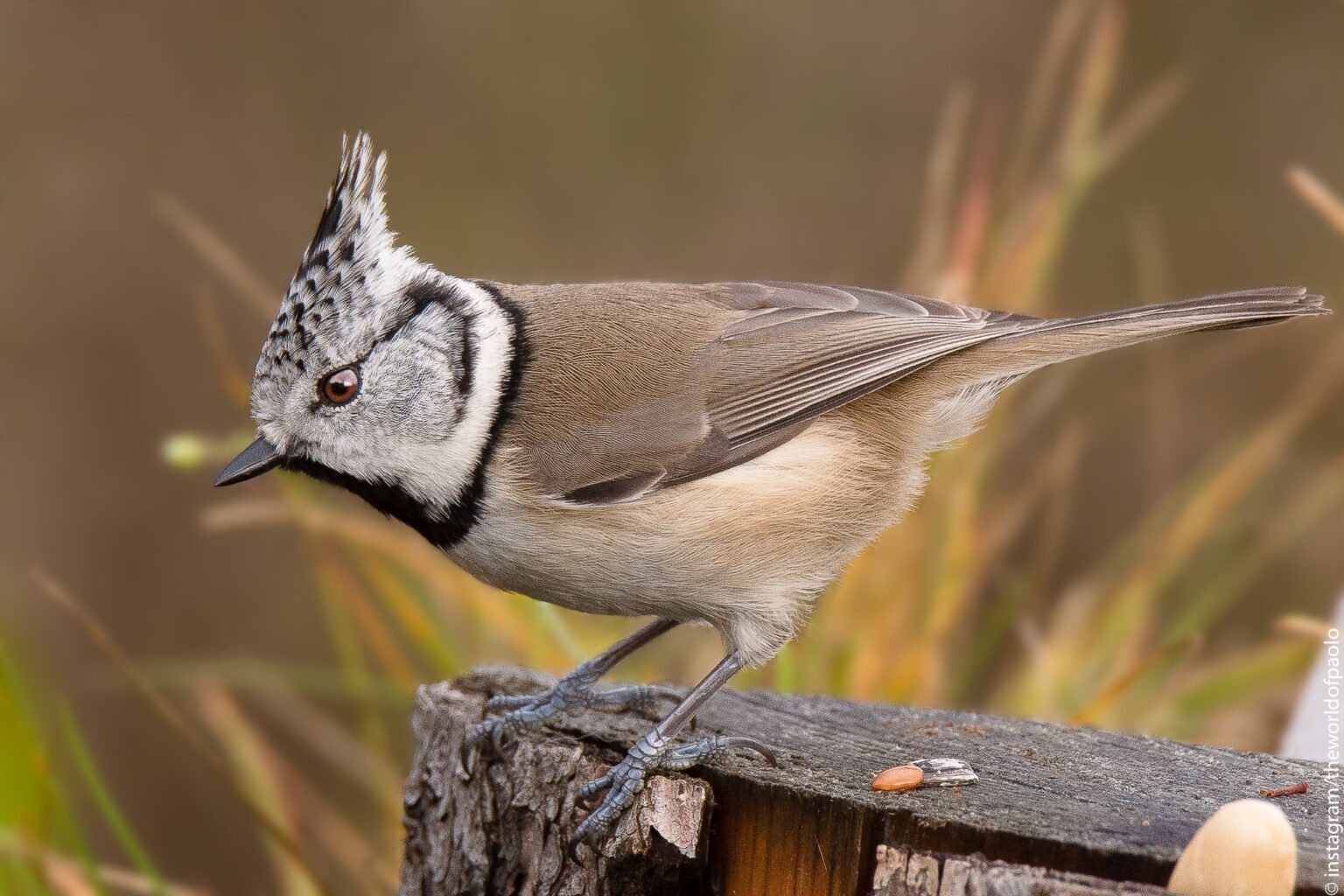Types of Tit Birds in Paridae Family - Chirper Birds