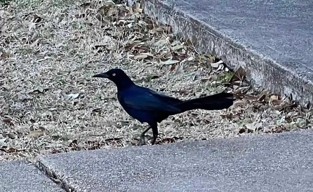 Crows in Texas With Pictures You Need to See - Chirper Birds