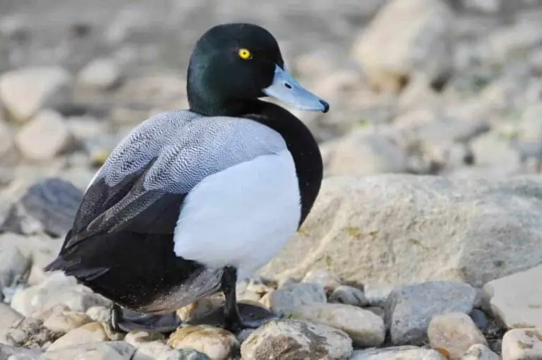 The Beginner's Guide to Identifying the Greater Scaup - Chirper Birds