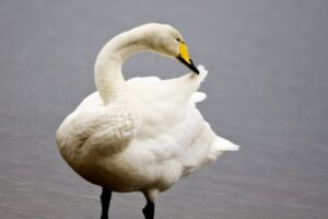 Fascinating Whooper Swan Facts You Need to Know! - Chirper Birds